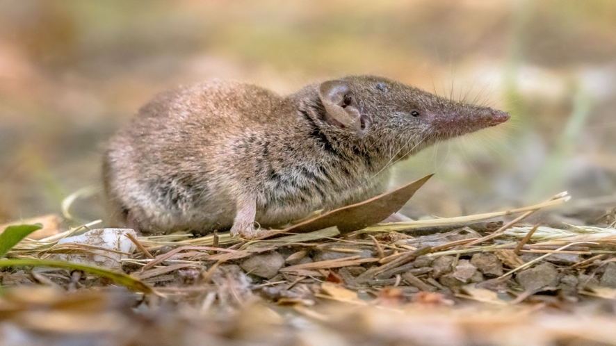 The Scilly shrew and other terrestrial mammals on the Isles of Scilly